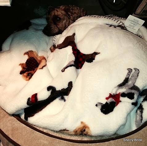 Sherry Brink's Family History - Free Memories: Sherry's photos