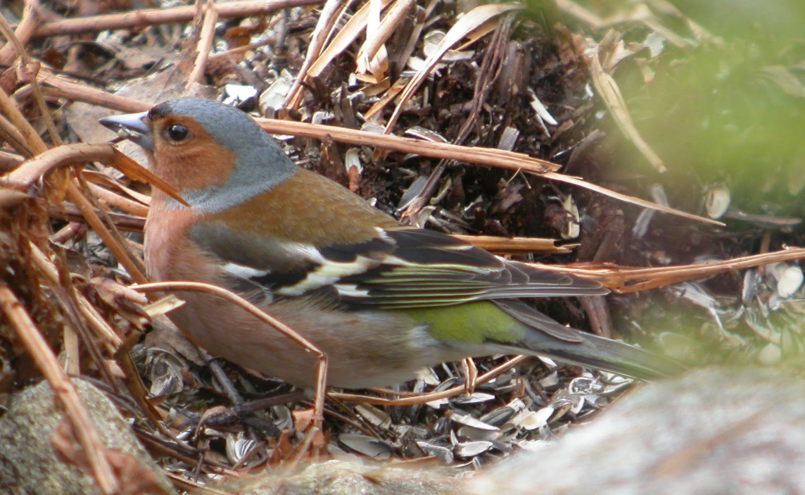 På fugletur - og om naturen: Bokfink - norges vanligste fugl (om sommeren)