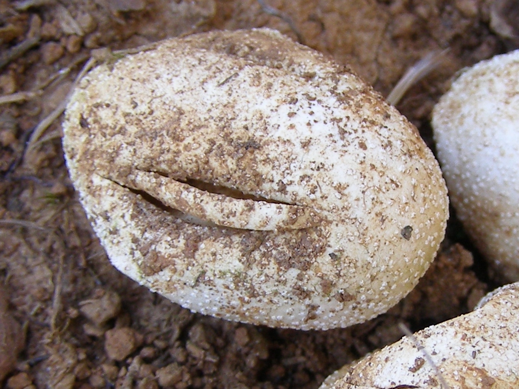 Blue Jay Eggs Hatching