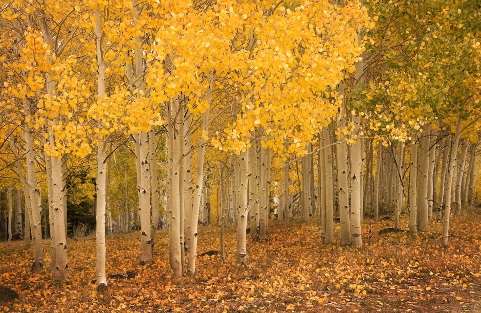 Ultima Thule: Oldest tree on earth: 'Old Tjikko'- if only trees could ...