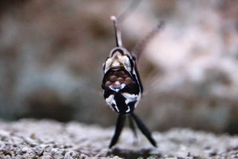 BANGGAI CARDINAL FISH photos - wallpapers (ανανεωμένο) | the fun bank