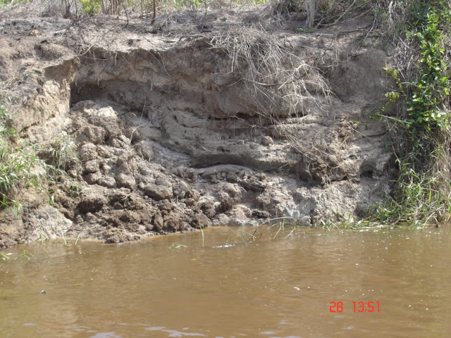 Onde as Plantas Crescem - Neossolos