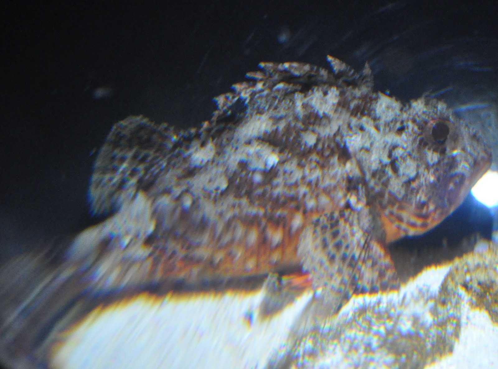 ZOOTOGRAFIANDO (6.100 ANIMALS): RASCACIO / BLACK SCORPIONFISH ...