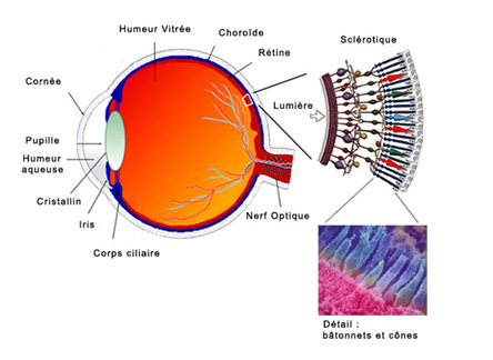Blog Le Souffle du Menhir: Les facteurs responsables de l ...