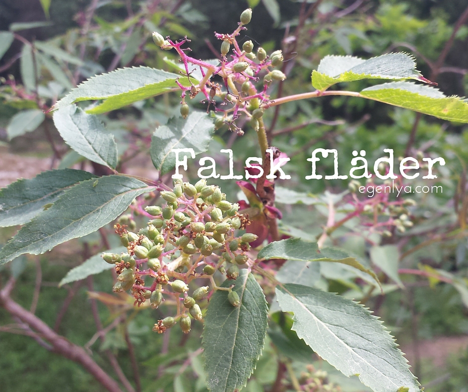 Egen Lya: Äkta fläder - falsk fläder - hur ser du skillnad? Äkta eller ...