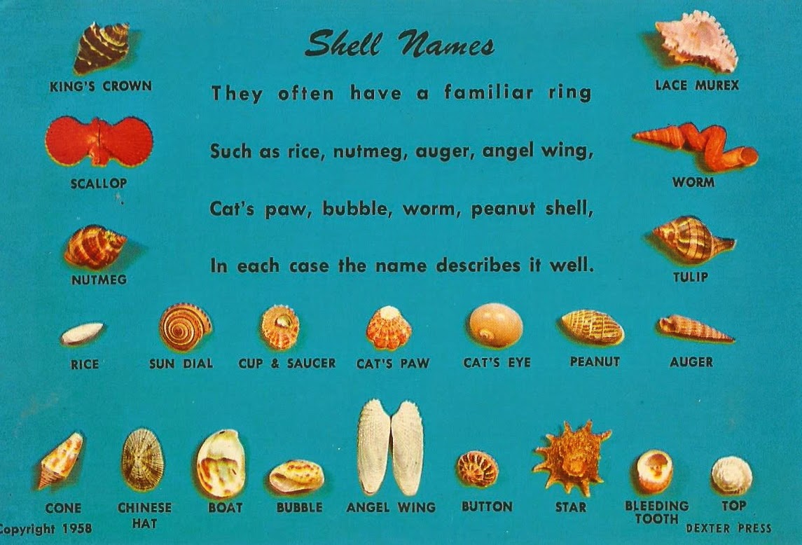 Vintage Travel Postcards: Seashells