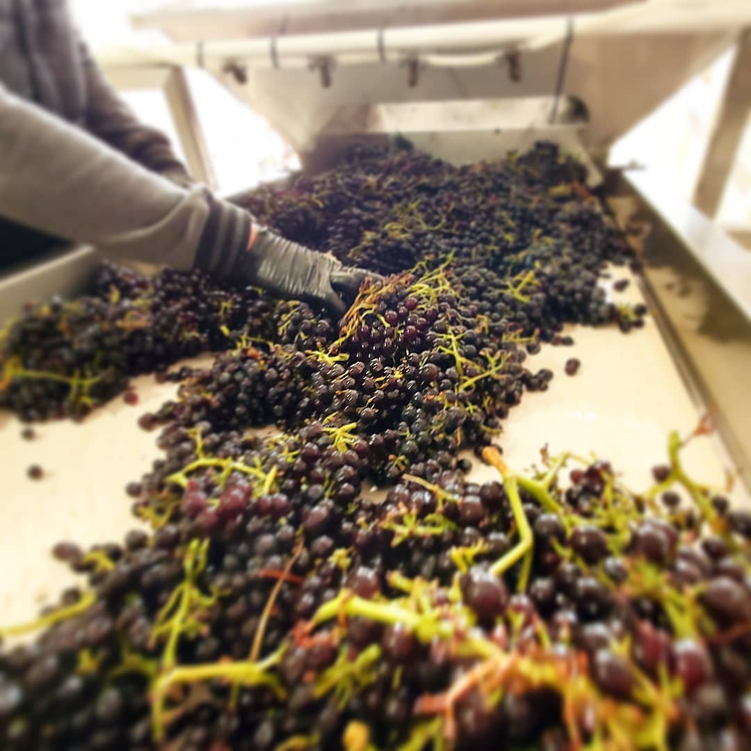 The Wine Write: Spending Time With Bobby Moy of Chiron Wines