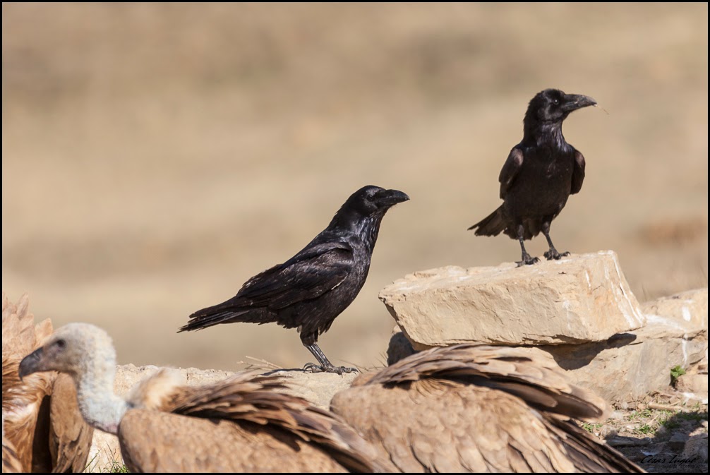 Fotografía y Conservación: Cuervo Común (Corvus corax)
