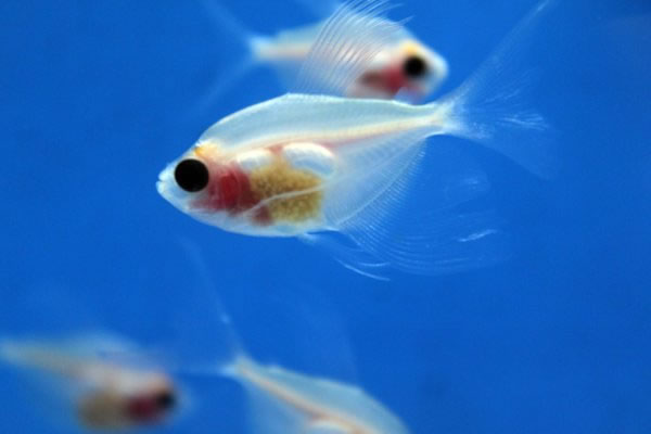 best photos 2 share: Weird Nature Photography Transparent Animals