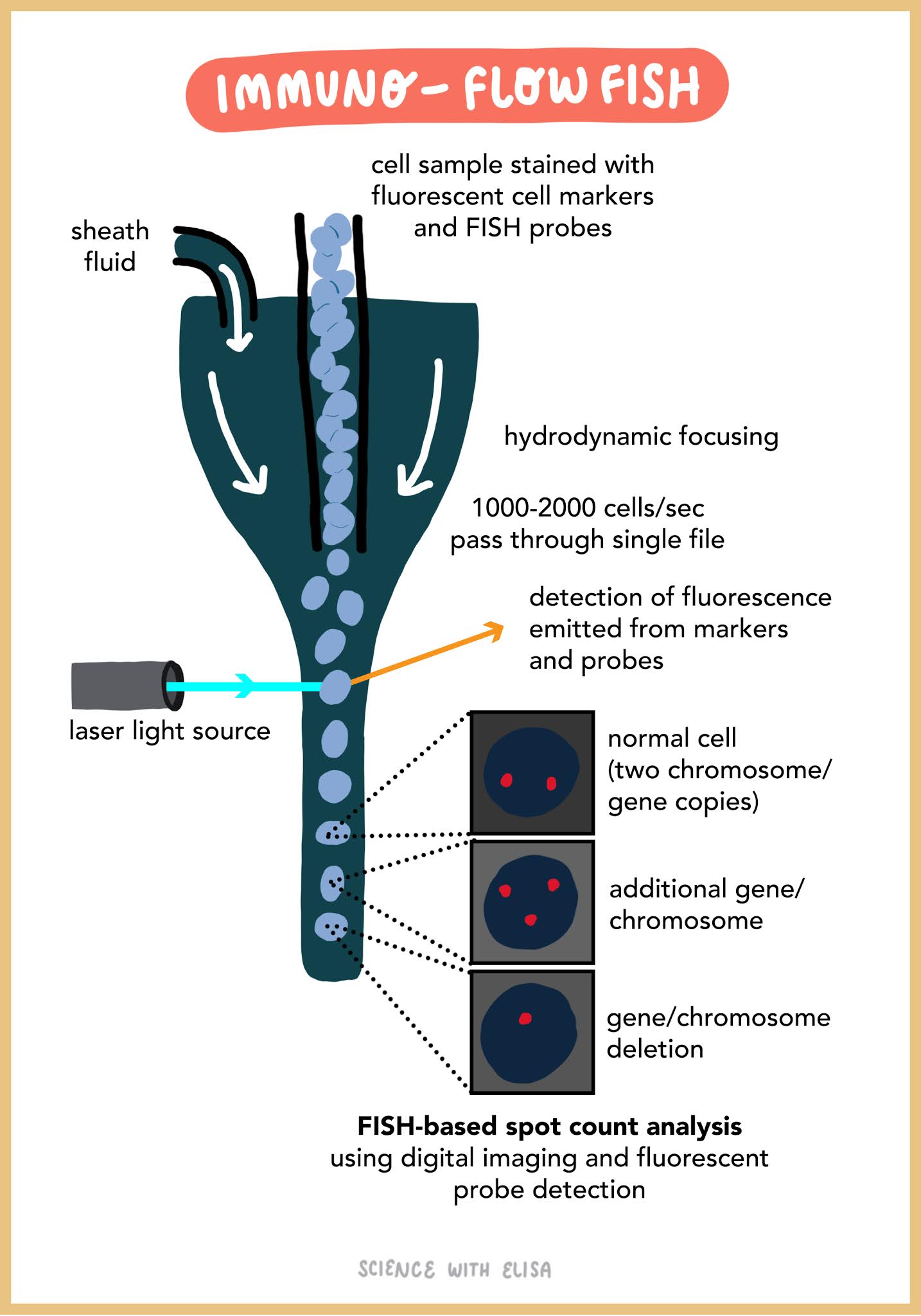 A different kettle of FISH: the revolution of leukaemia testing
