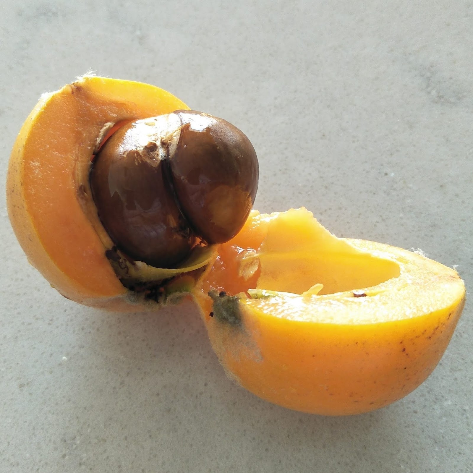 The Food Garden Group Blog: Fruit - Why Not Loquats