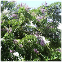 "Miradas, palabras y sentidos...": Balché...el "Vino Sagrado" de los Mayas