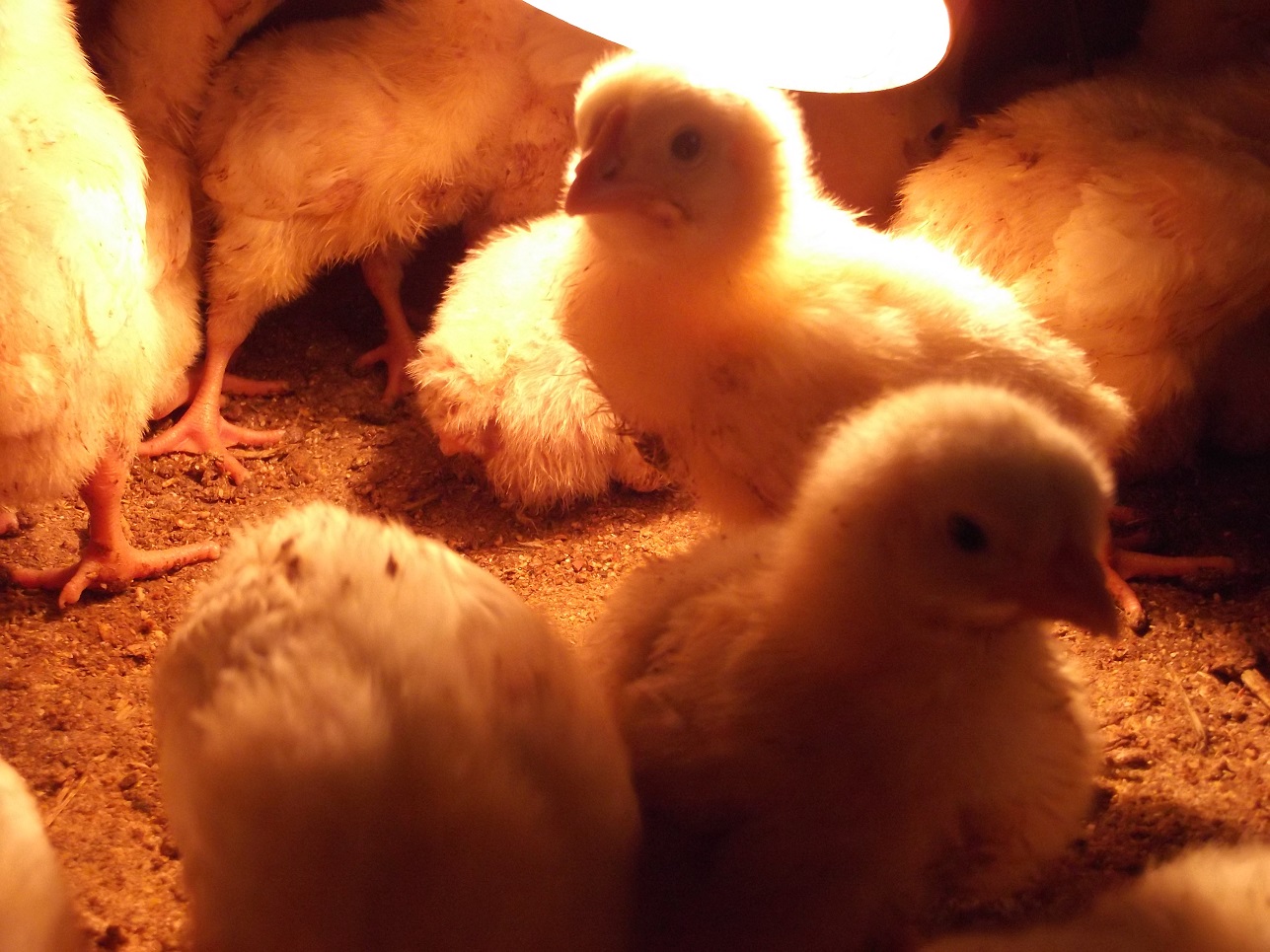 Life in the clouds: Meat chicks