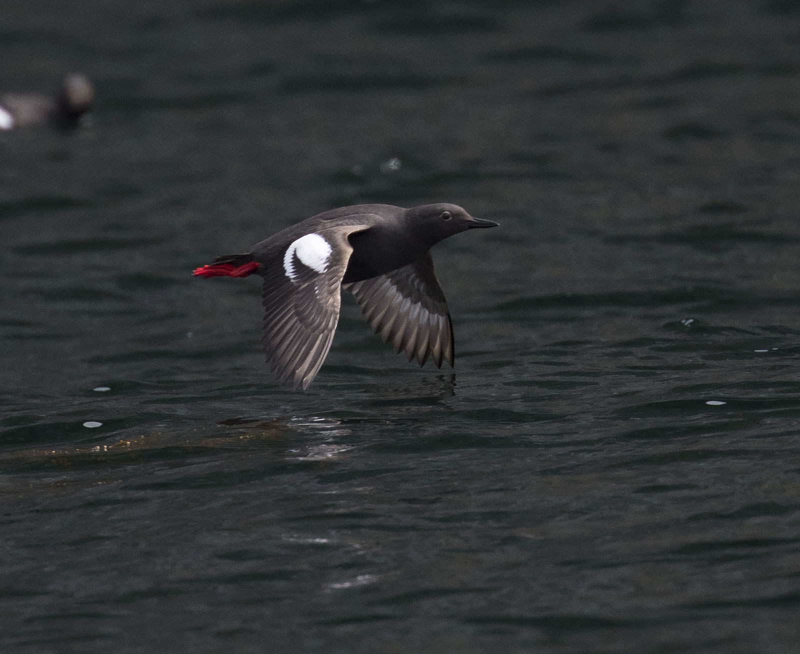 pewit: a few random VI bird images