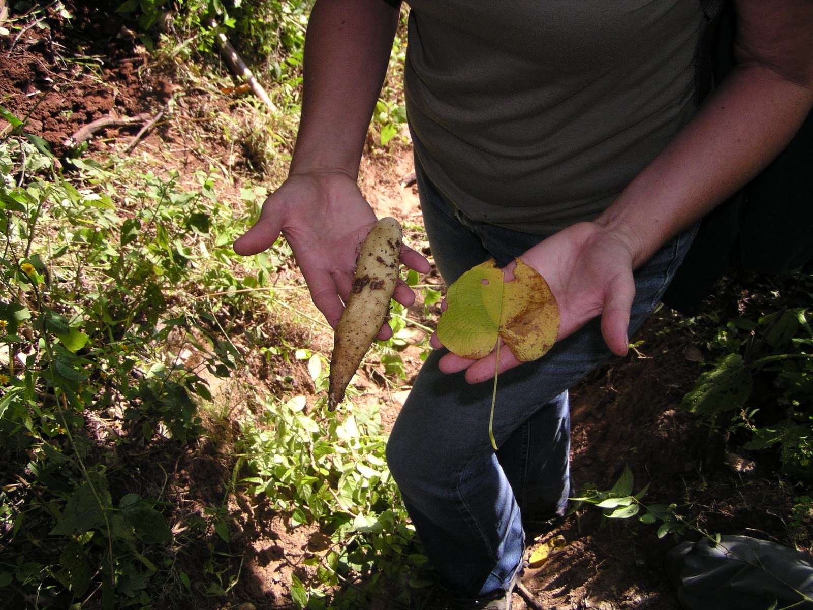 Travel with Kevin and Ruth: Hunting for wild potatoes is like fishing!