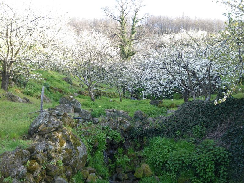 Cherry blossoms in the Jerte Valley, Spain