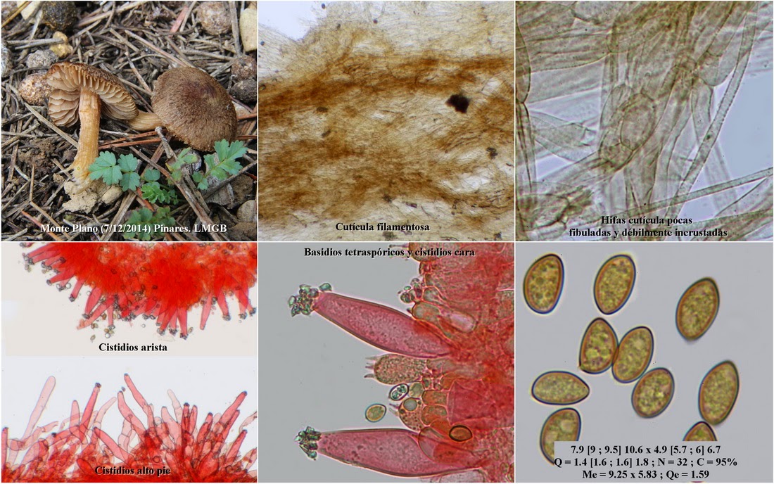 Microscopía de hongos. Vol 2 . D - K: diciembre 2014