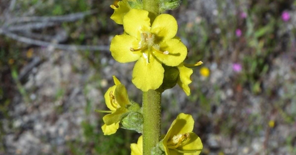 Plantas: Beleza e Diversidade: Verbasco (Verbascum simplex)