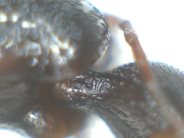 O MUNDO DOS INSETOS: FORMIGA VISTA NO MICROSCOPIO