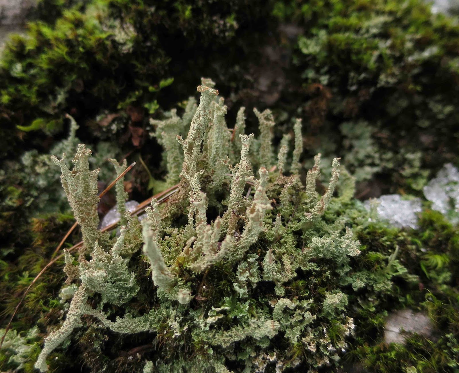 Saratoga woods and waterways: Coping Without Winter