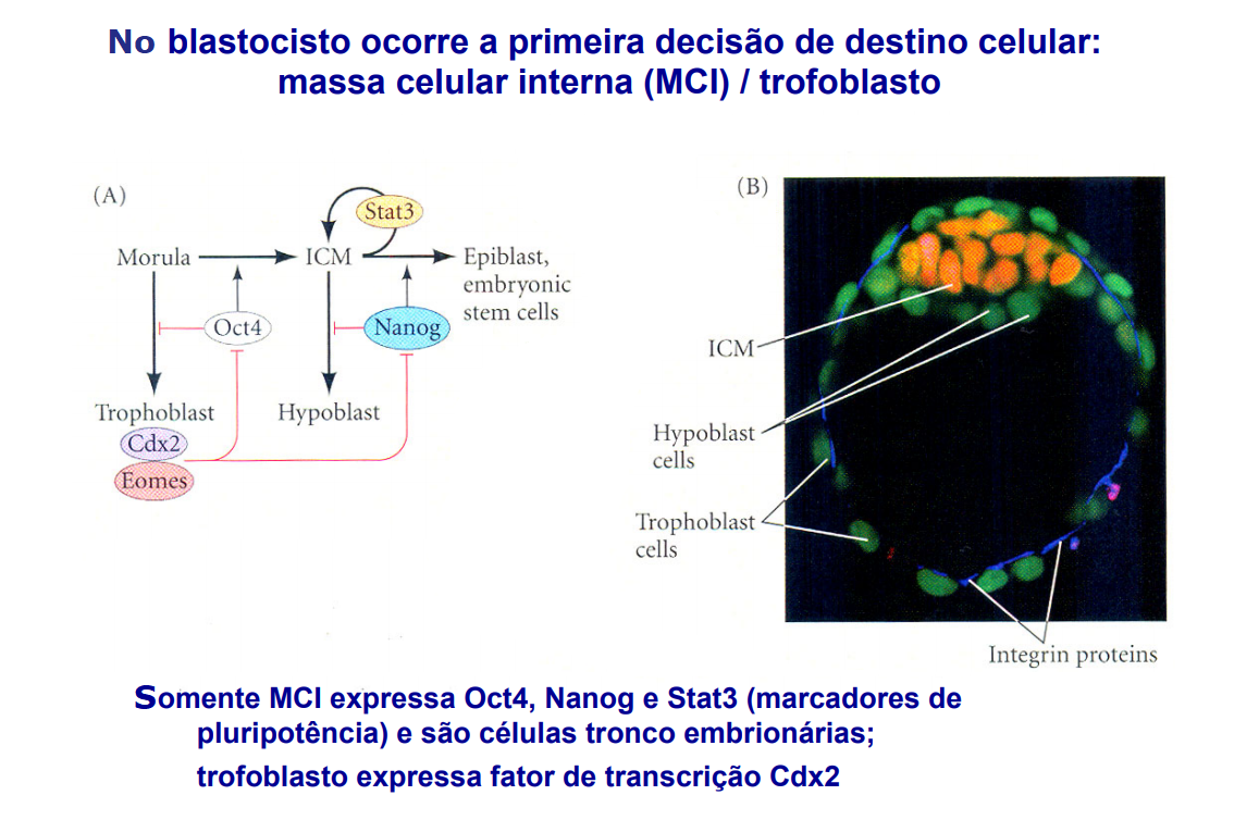 BIOLOGIA PARA A VIDA : EMBRIOLOGIA ANIMAL