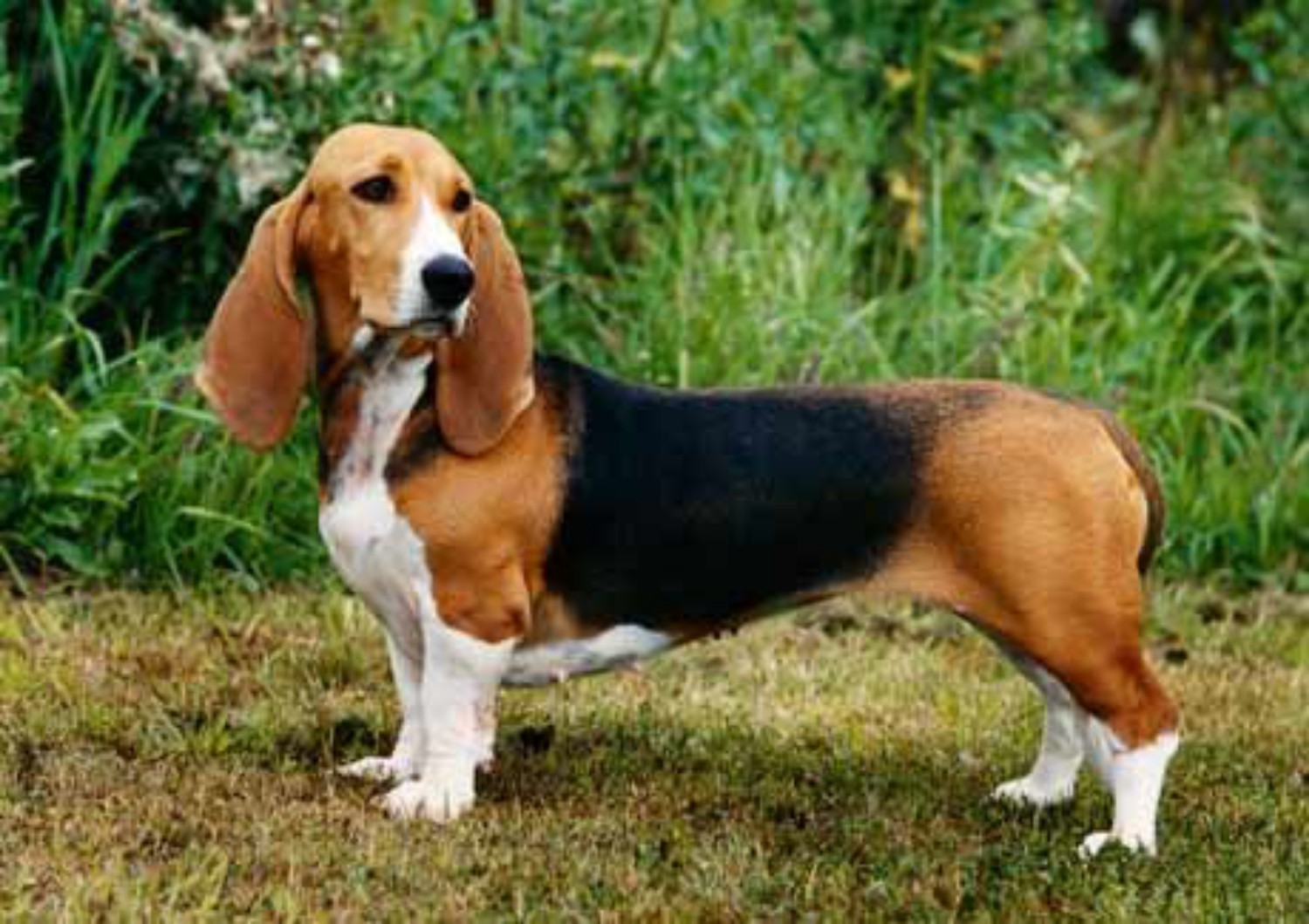 Rocketdog Bassets: Types of Basset Hounds