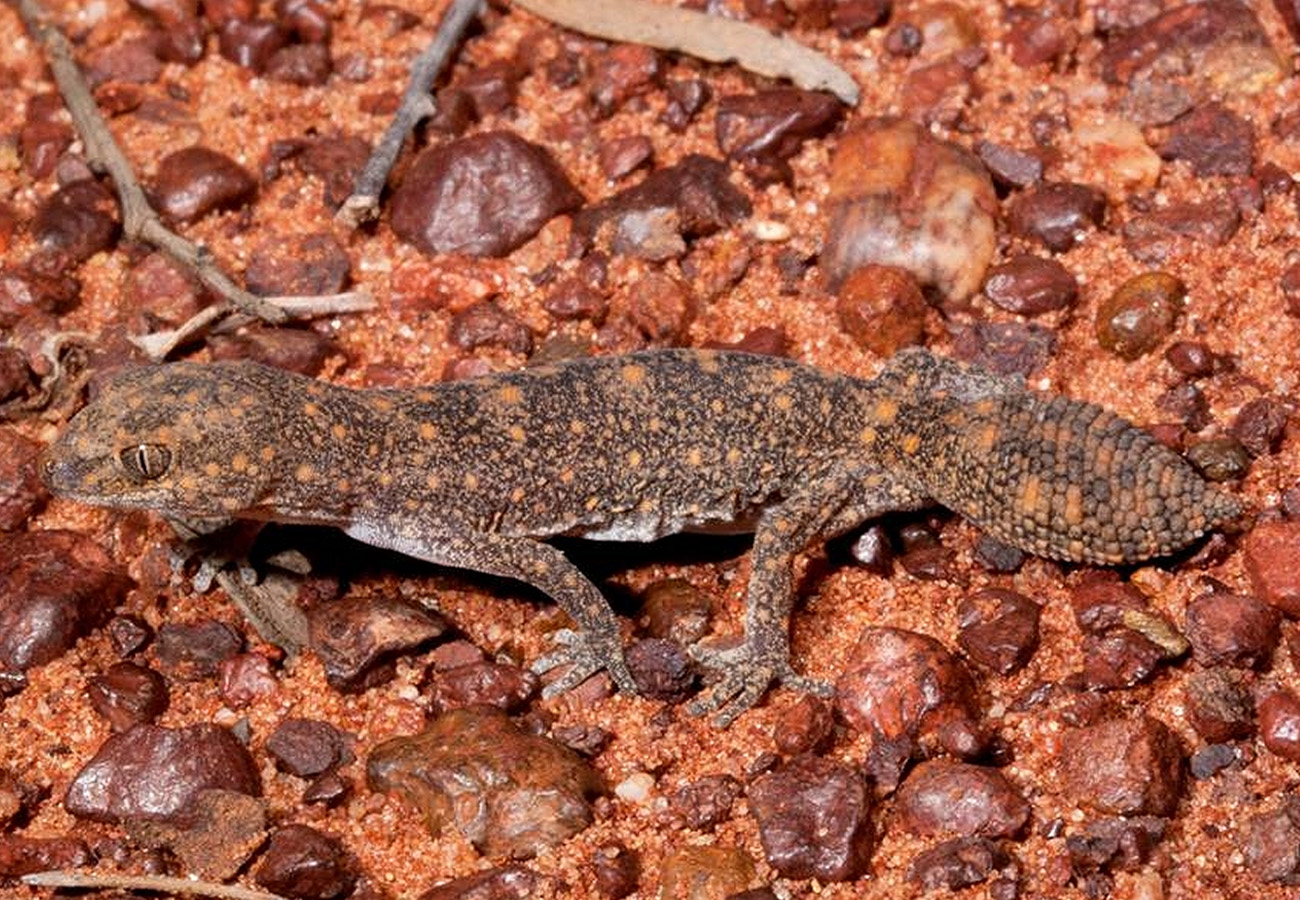 One species a day: A new gecko: Diplodactylus ameyi