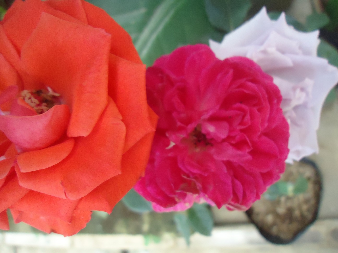 WALLPAPER BUNGA MAWAR ORANGE - Rumah Daun Muda