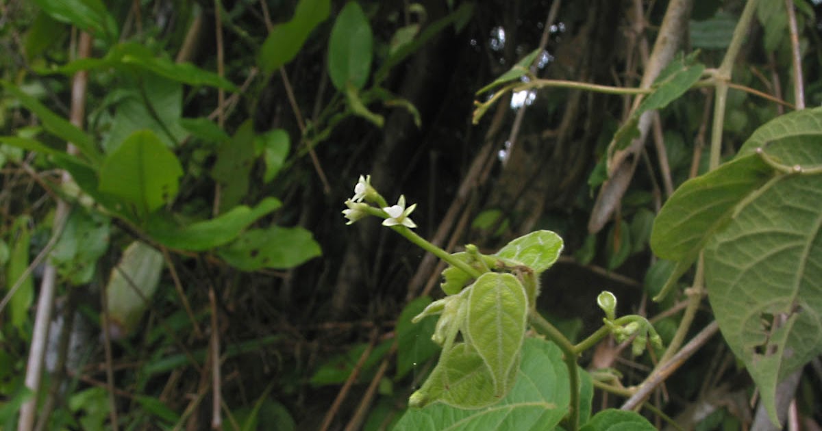 Variety of Life: Iodeae