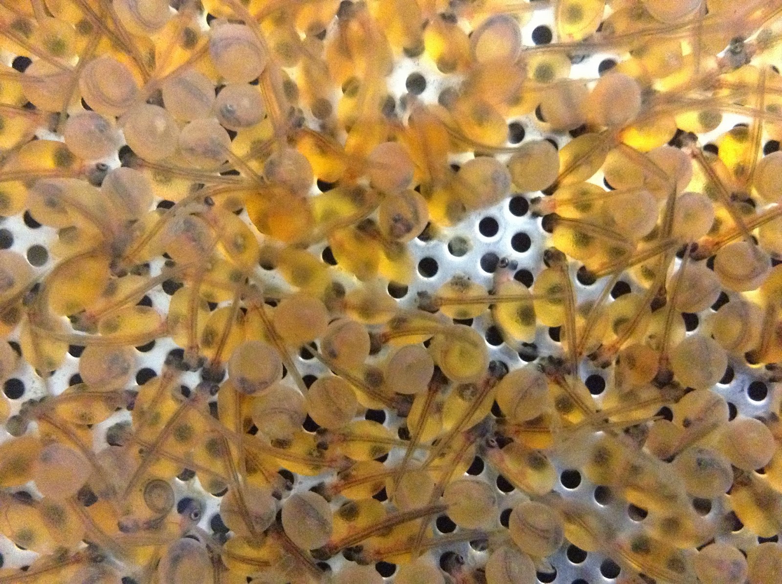 Ribogojstvo in vinarstvo Goričar: Od ikre do ribe 2