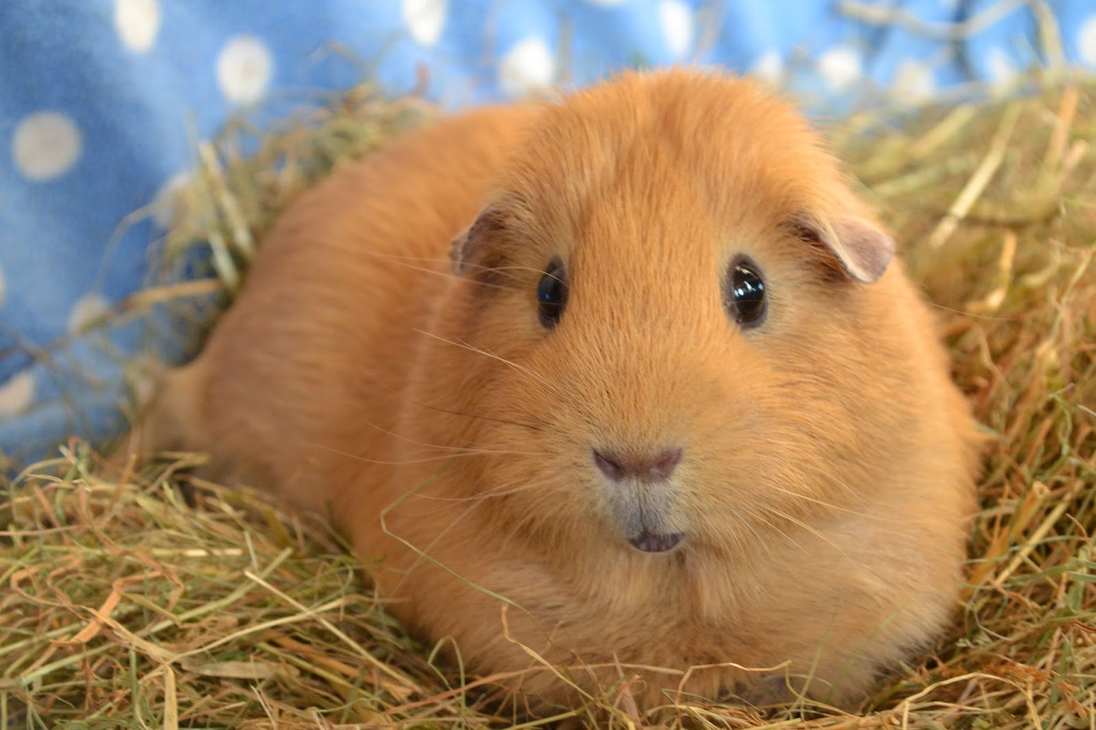 The Guinea Pig Daily