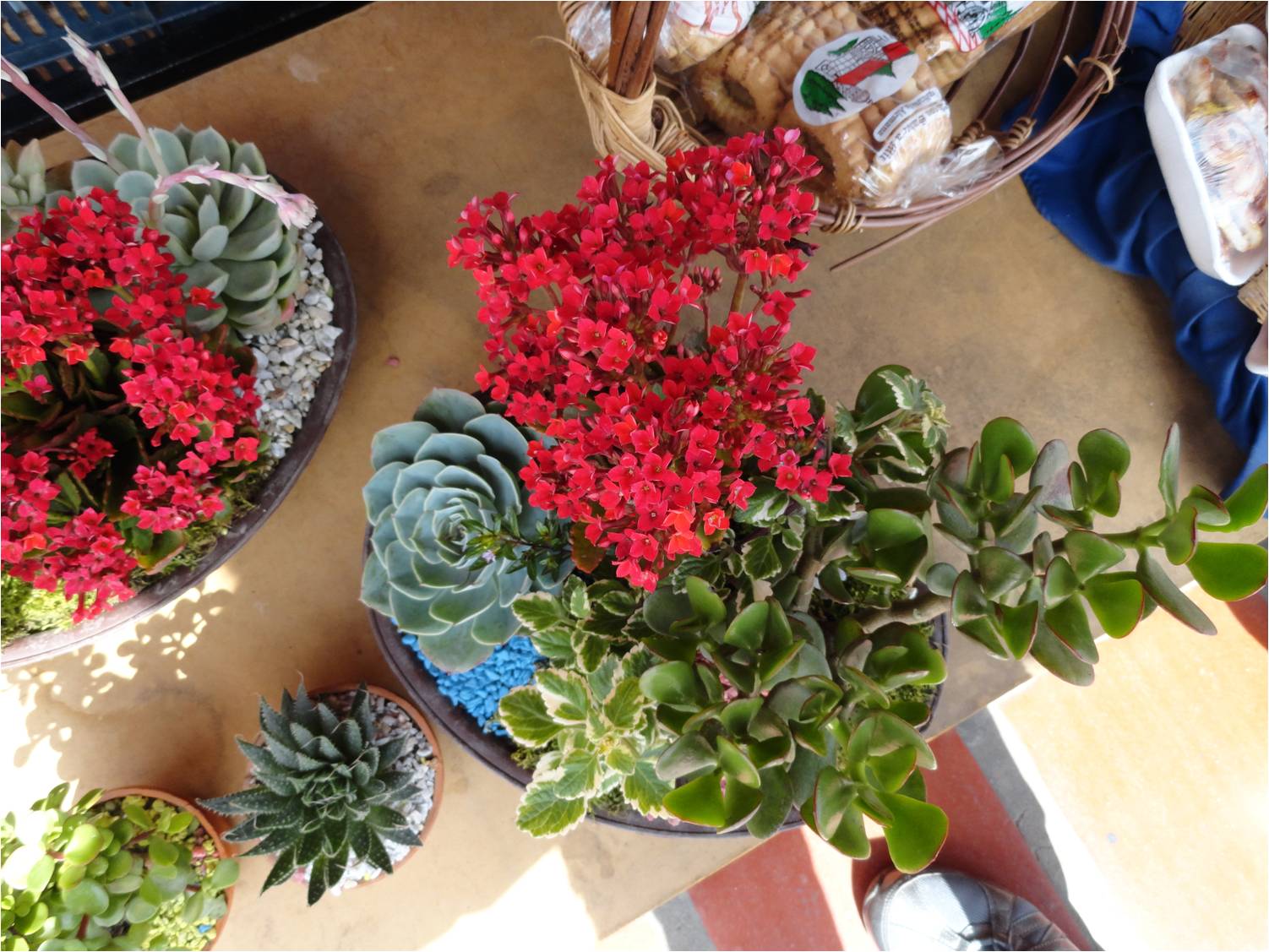 La Doctora De Las Plantas: Plantas crasas en macetas: ideas para ...