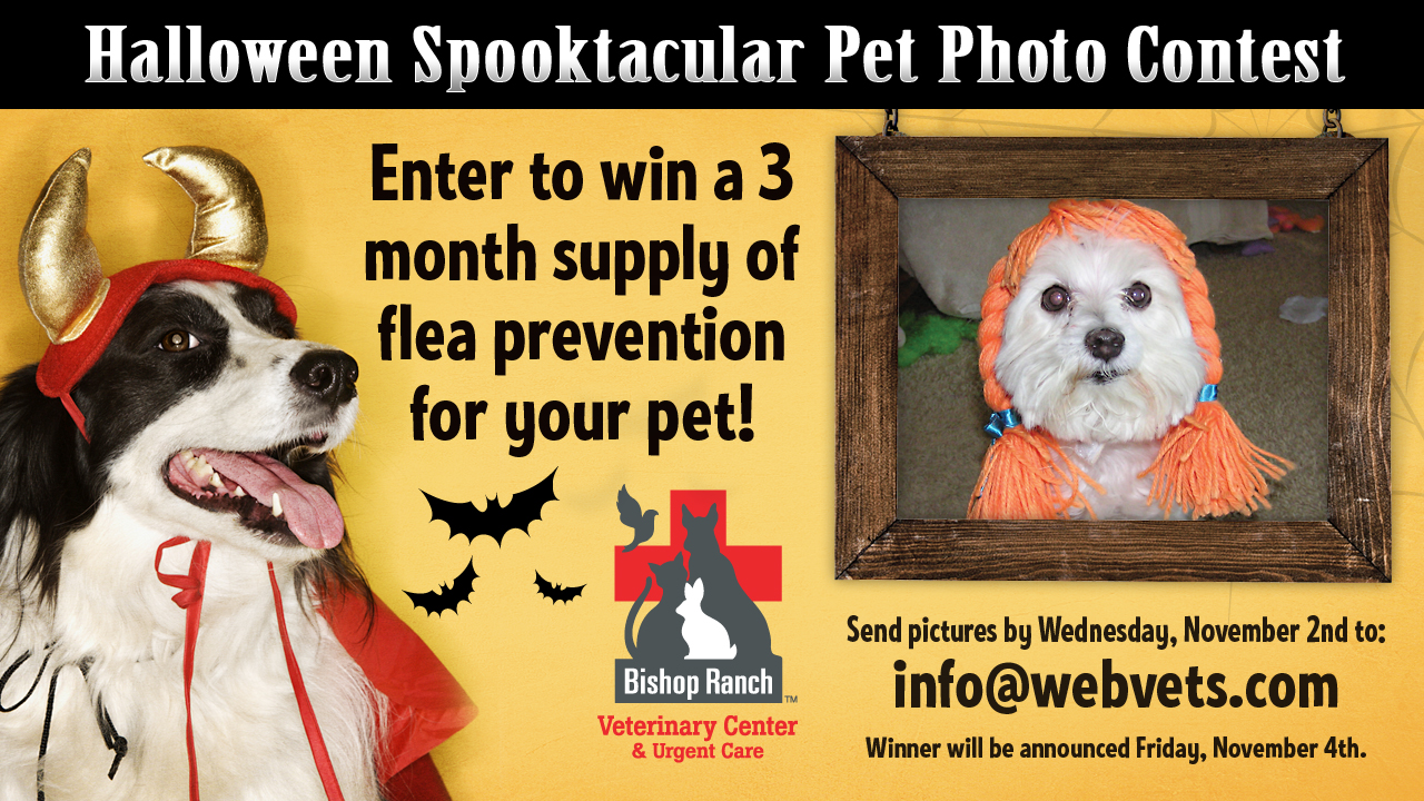Bishop Ranch Veterinary Center: Halloween Spooktacular Pet Photo ...
