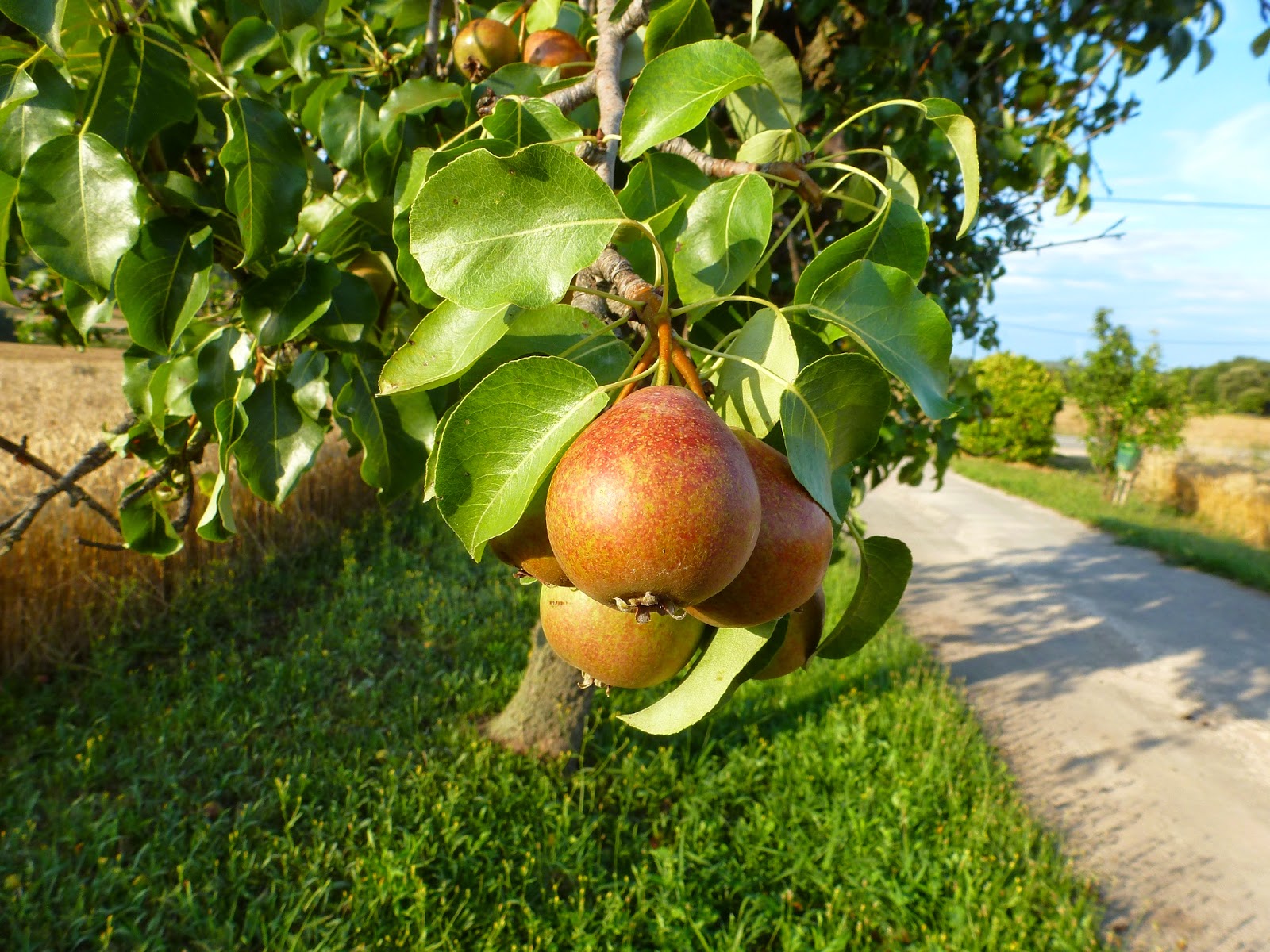 Árboles con alma: Peral. Perera. (Pyrus communis)