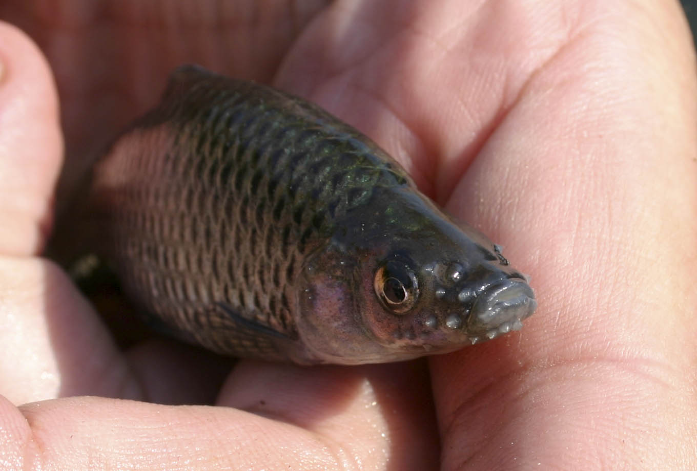 MODELKIT WORKSHOP: The "pond" Project... Initiated in 2008...