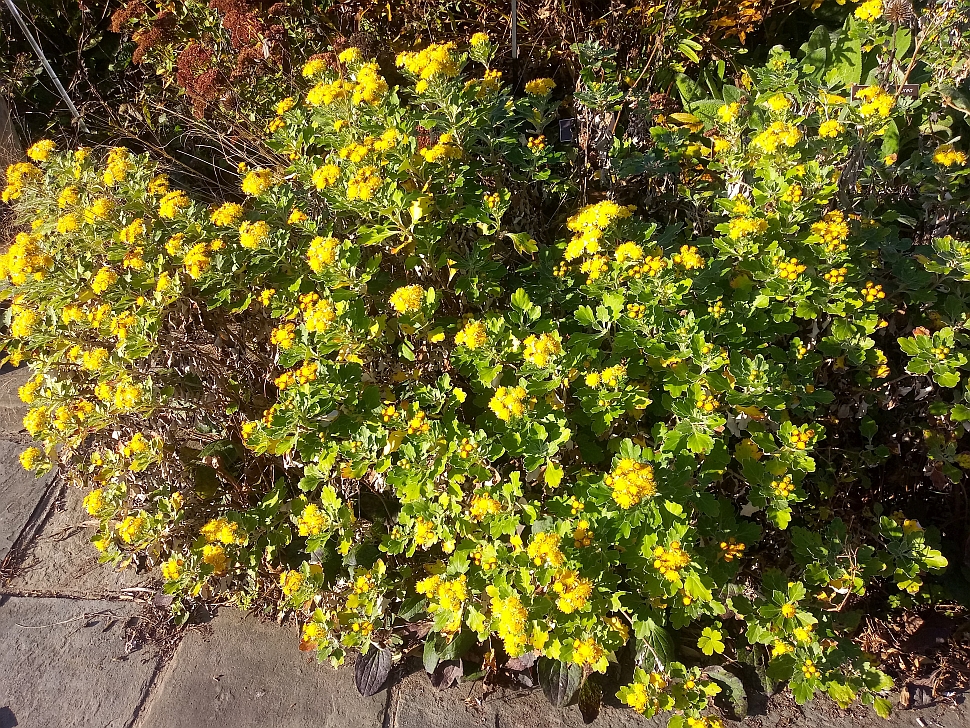 Future Plants by Randy Stewart: Ajania