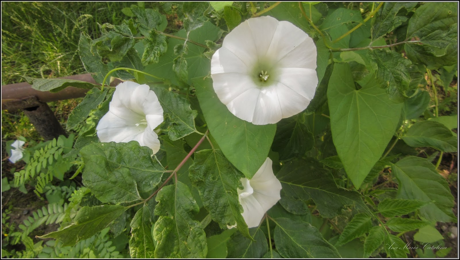 Lumea văzută din Turda: Volbură, rochița-rândunicii (Convolvulus ...