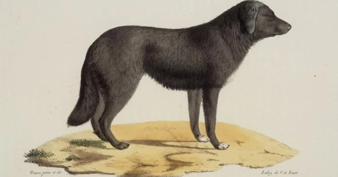 Doindogs Talk: This extinct N.L. dog is the ancestor of all modern ...