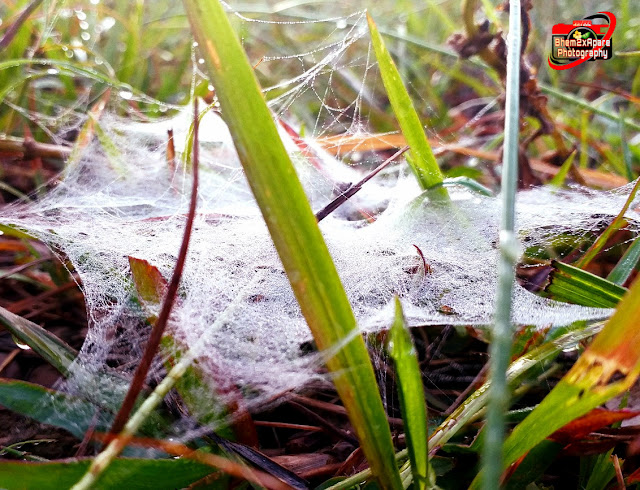 Crafted in a Marvelous Design: Nature's Beauty at Lampanag Ridge ...