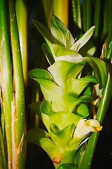 20 Health Benefits Of Turmeric