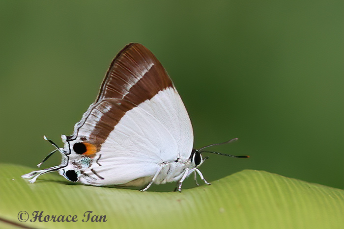 Butterflies of Singapore: Life History of the Banded Royal