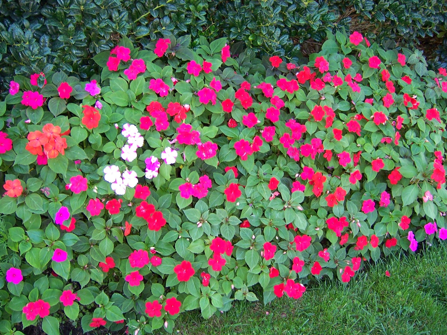 The 2 Minute Gardener: Photo - Impatients