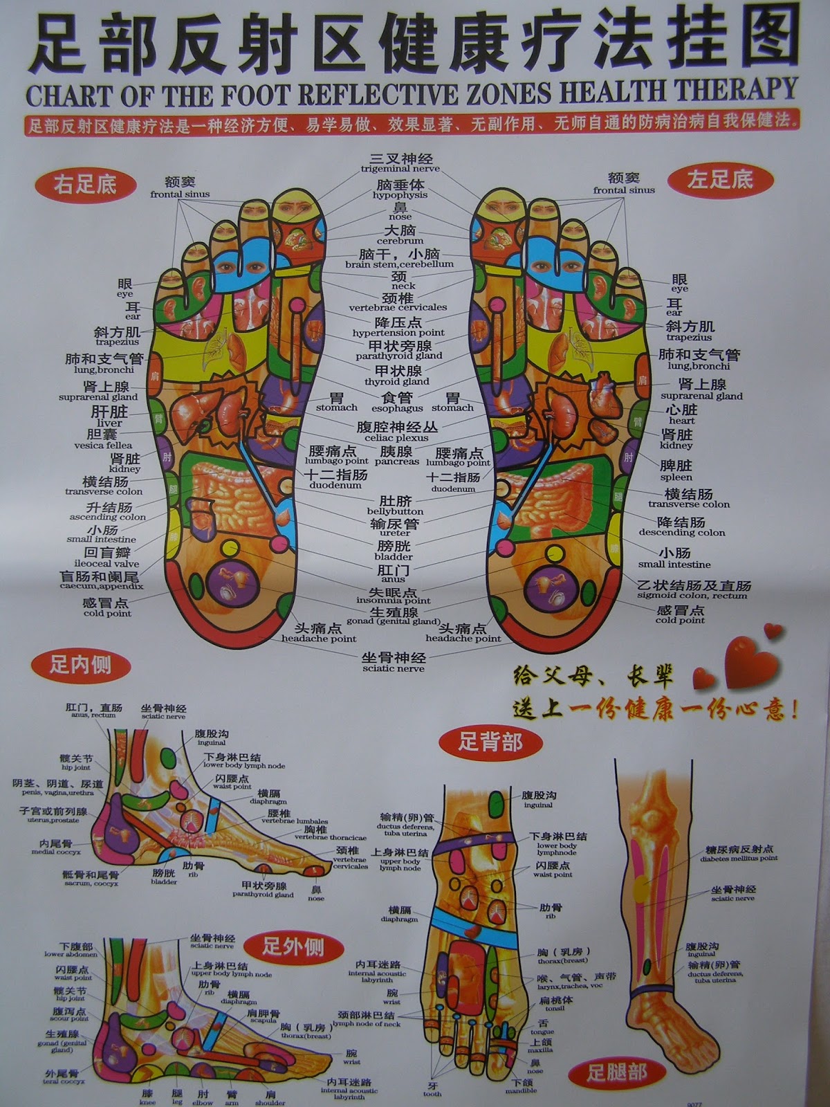 as: Zone reflexogene la talpa picioarelor