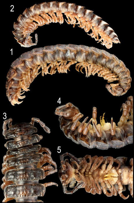 Species New to Science: [Invertebrate • 2011] The Millipede family ...