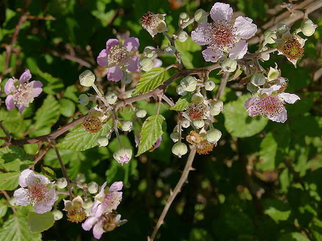 Plantas e Flores do Areal: Rubus ulmifolius Schott