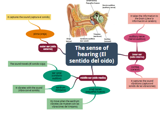 PROYECTO BILINGUE CBM: Sense of hearing Mind Map