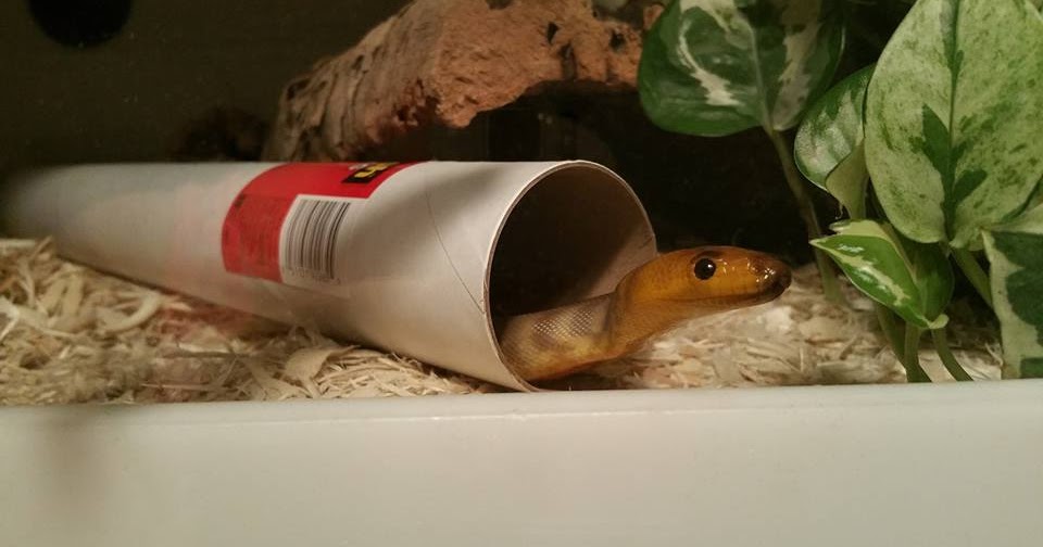 Reptelligence: Understanding Snake Body Language: An Introduction