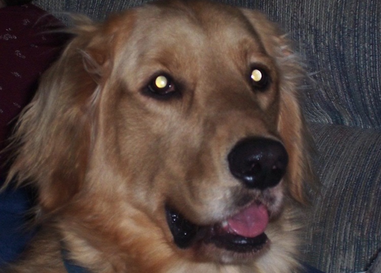 NUNCAJAMAS COCKER: LA VISION DEL PERRO