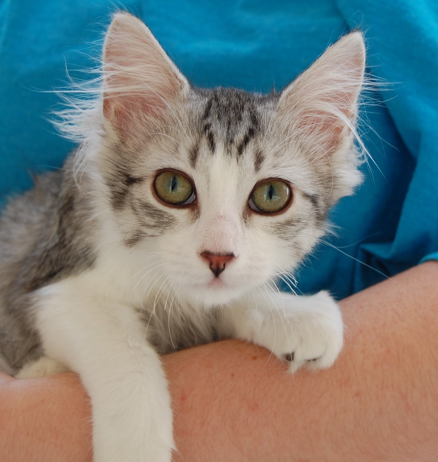 50 rescued kittens ready for adoption today!
