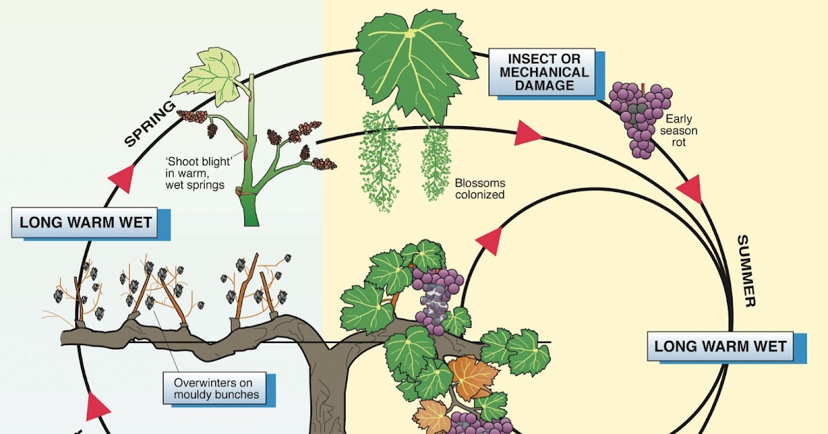 EnoViti: What is Botrytis cinerea?